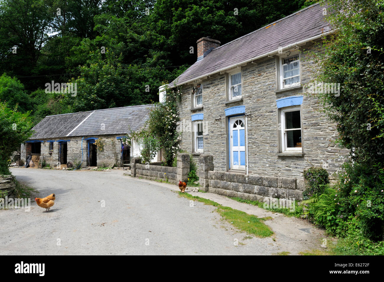 Welch country farmhouse with attached barn with chickens lose on small ...