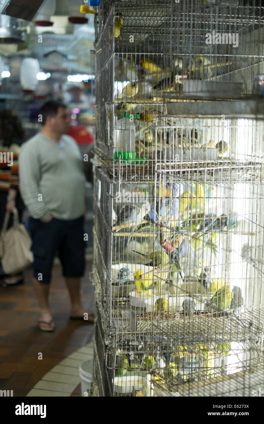 Show birds in cage hi-res stock photography and images - Alamy