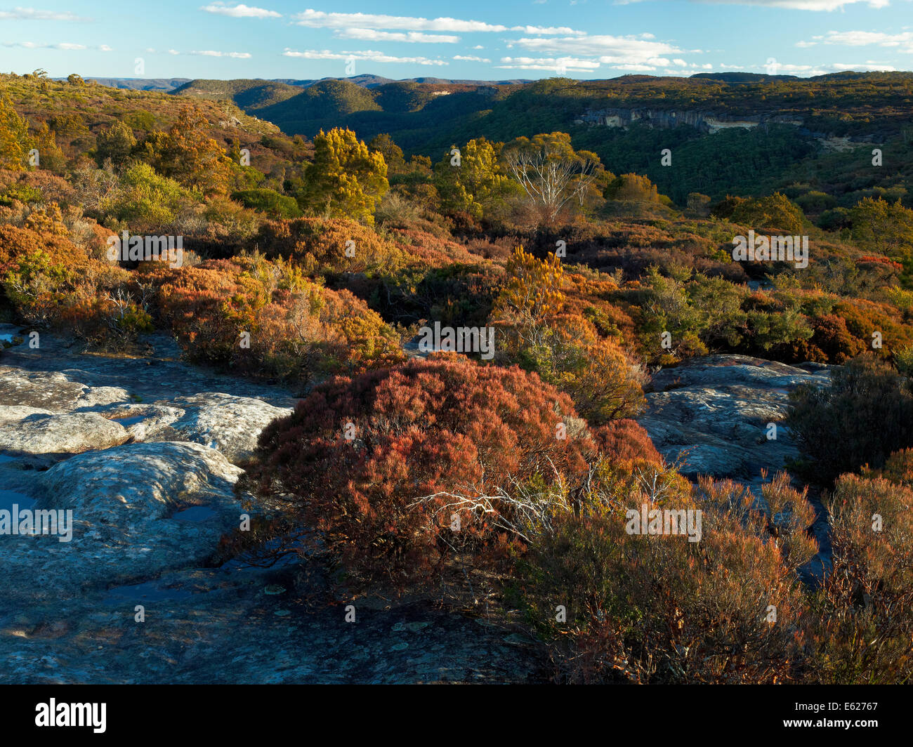 These sandstone plateaus are dominated by tough shrubby plants living ...