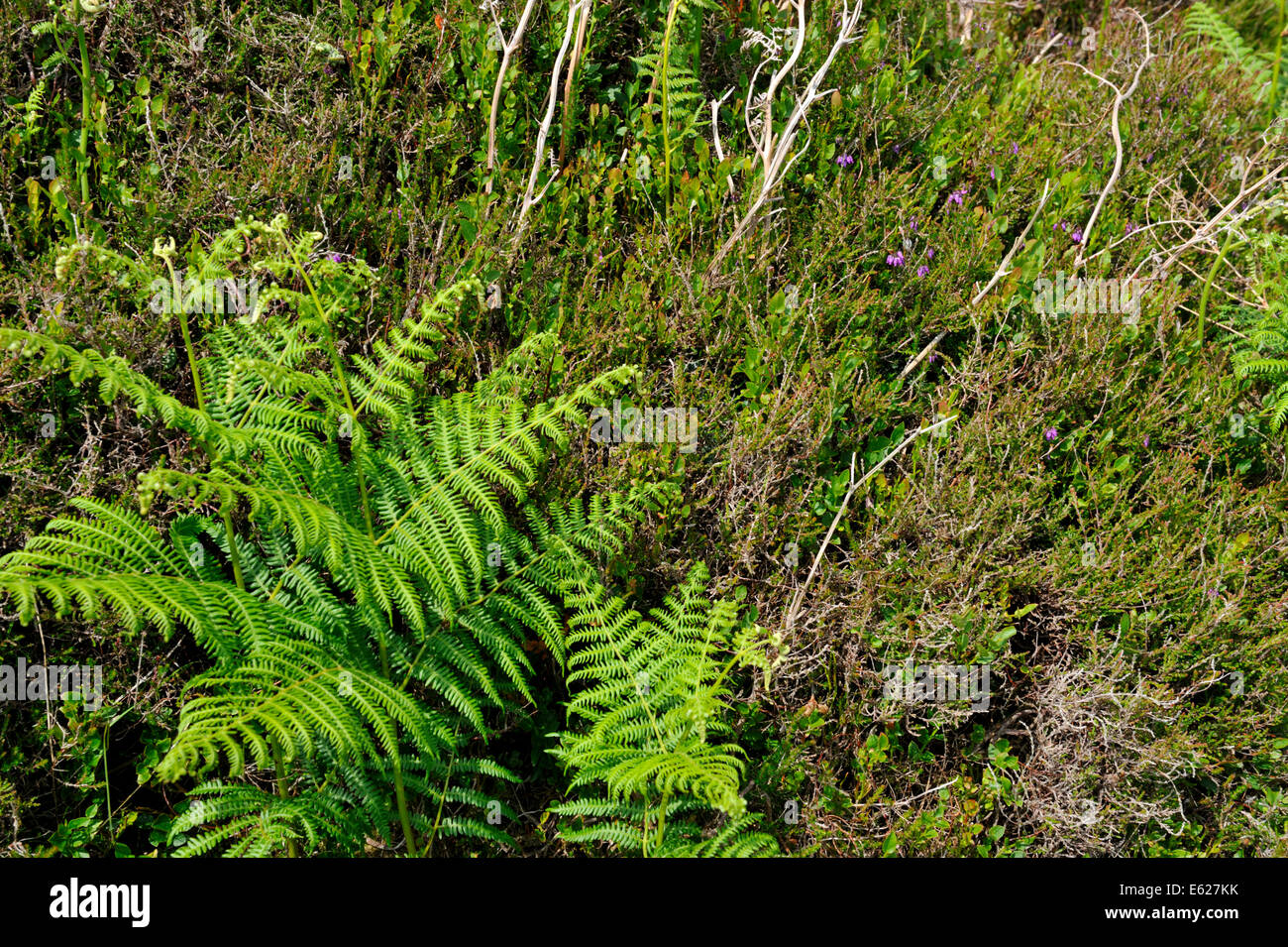 Pteridium aquilinum uk hi-res stock photography and images - Alamy