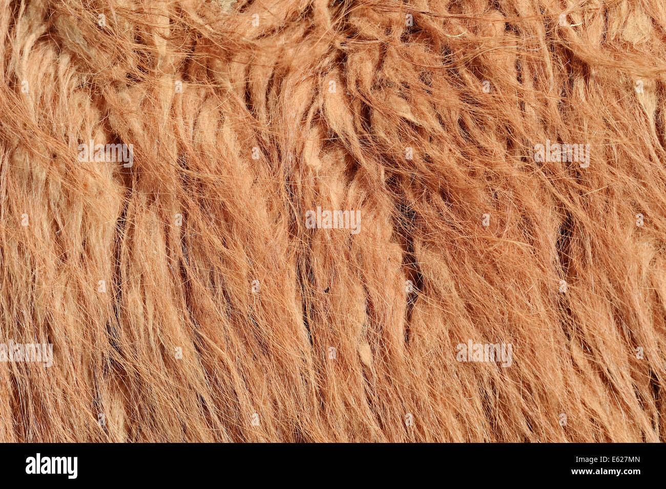 Llama (Lama glama), coat detail Stock Photo - Alamy
