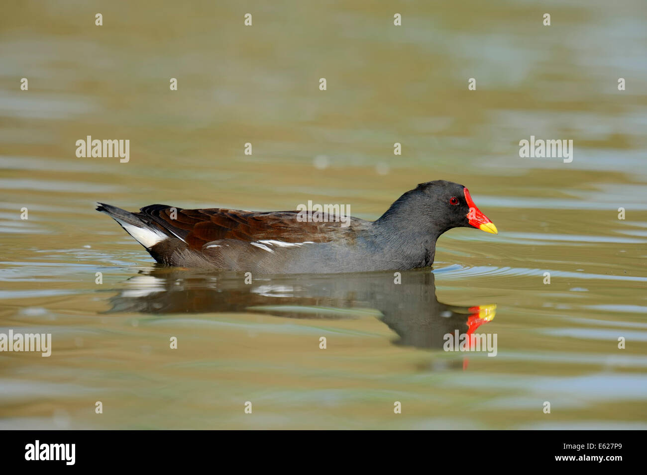 Swamp chicken hi-res stock photography and images - Alamy