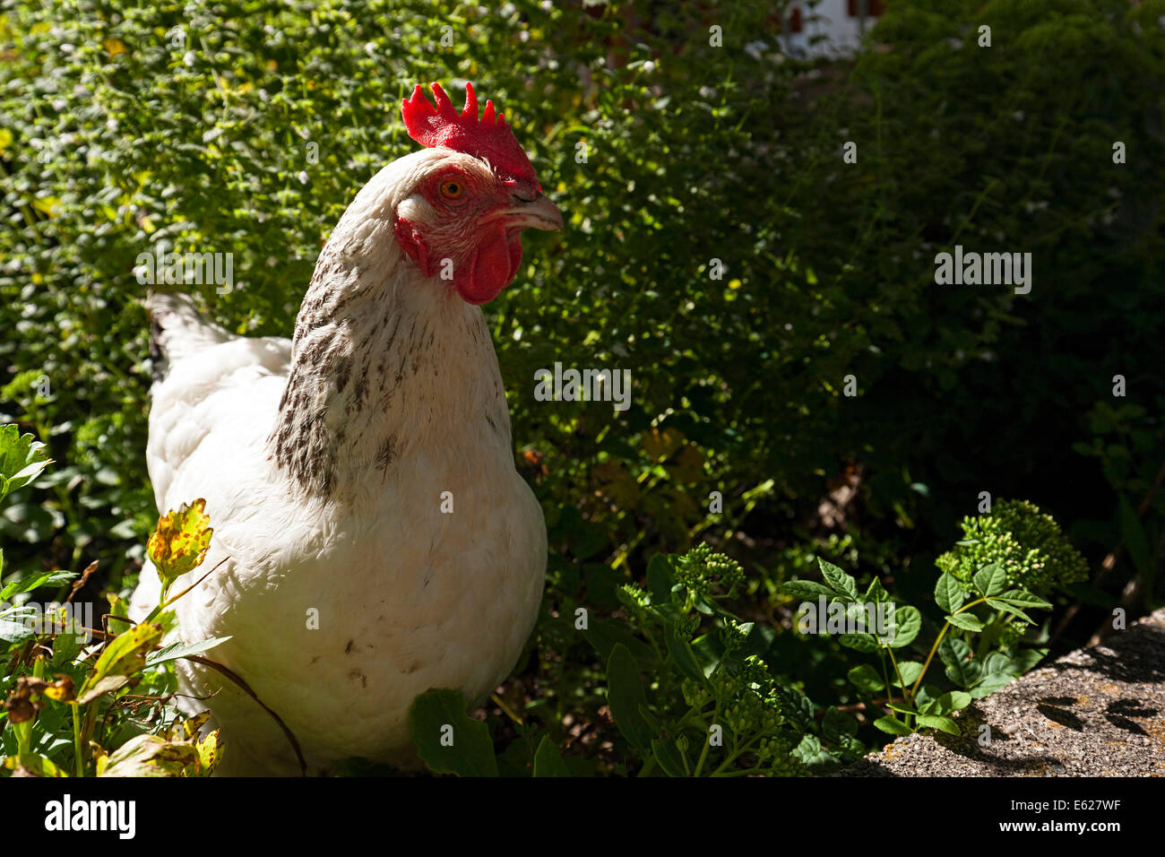 White Hen in garden Stock Photo - Alamy