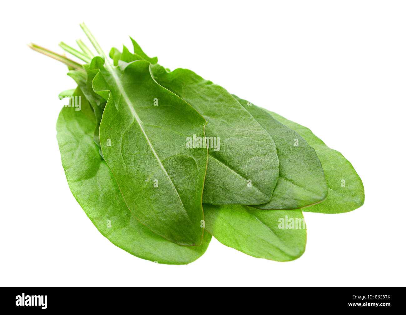 Sorrel herb hi-res stock photography and images - Alamy