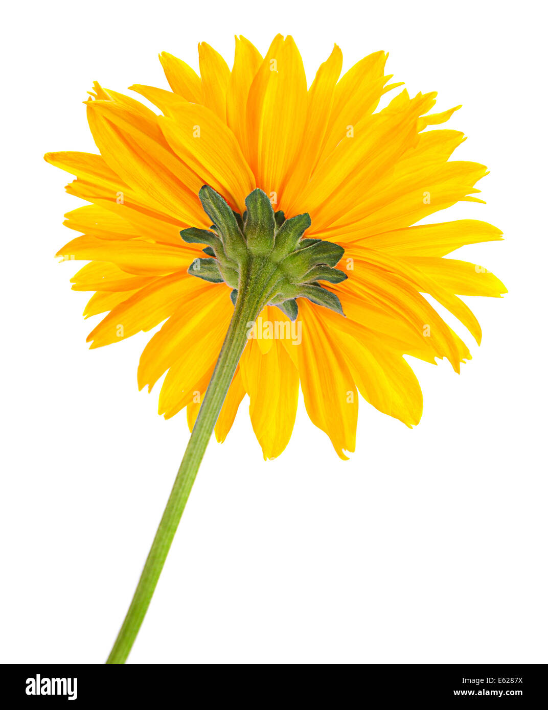 Yellow flower head closeup isolated on white Stock Photo - Alamy