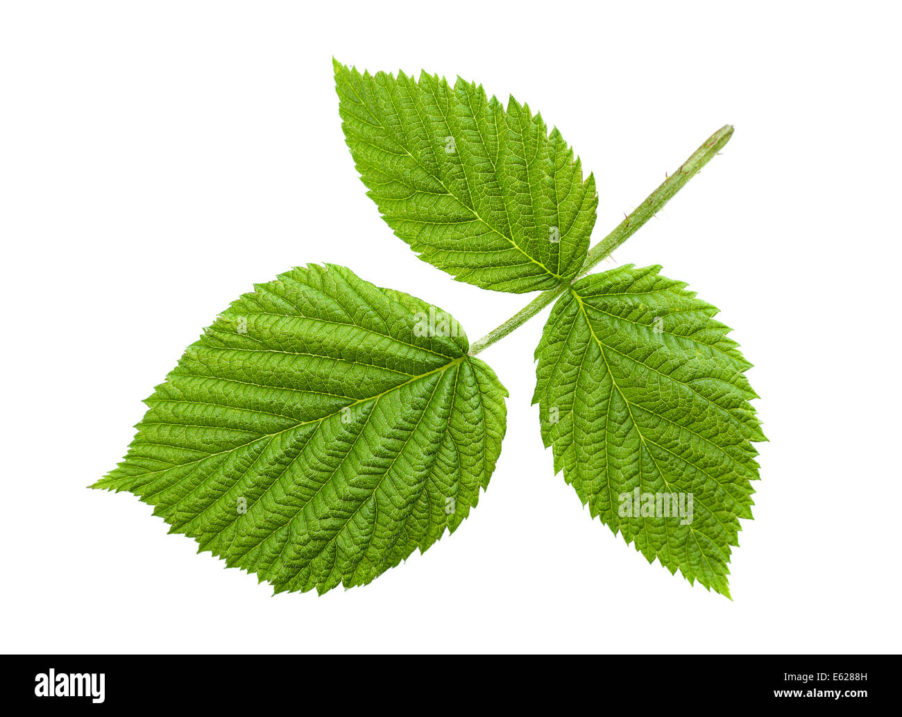 Raspberry leaf isolated on hi-res stock photography and images - Alamy