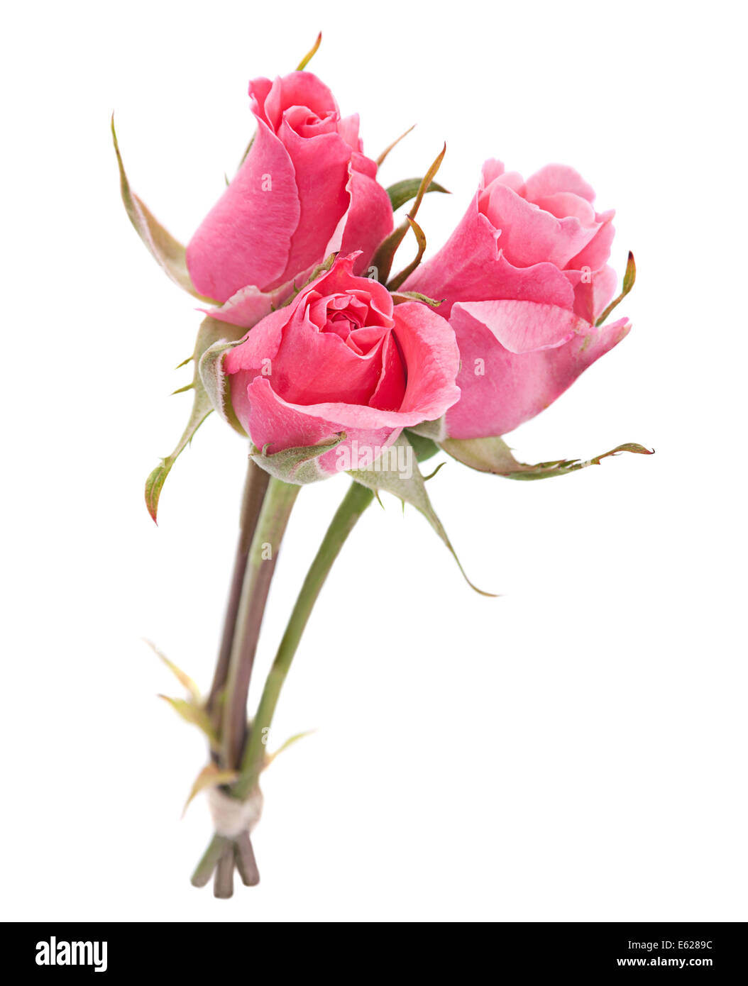 Pink rose head closeup isolated on white Stock Photo - Alamy