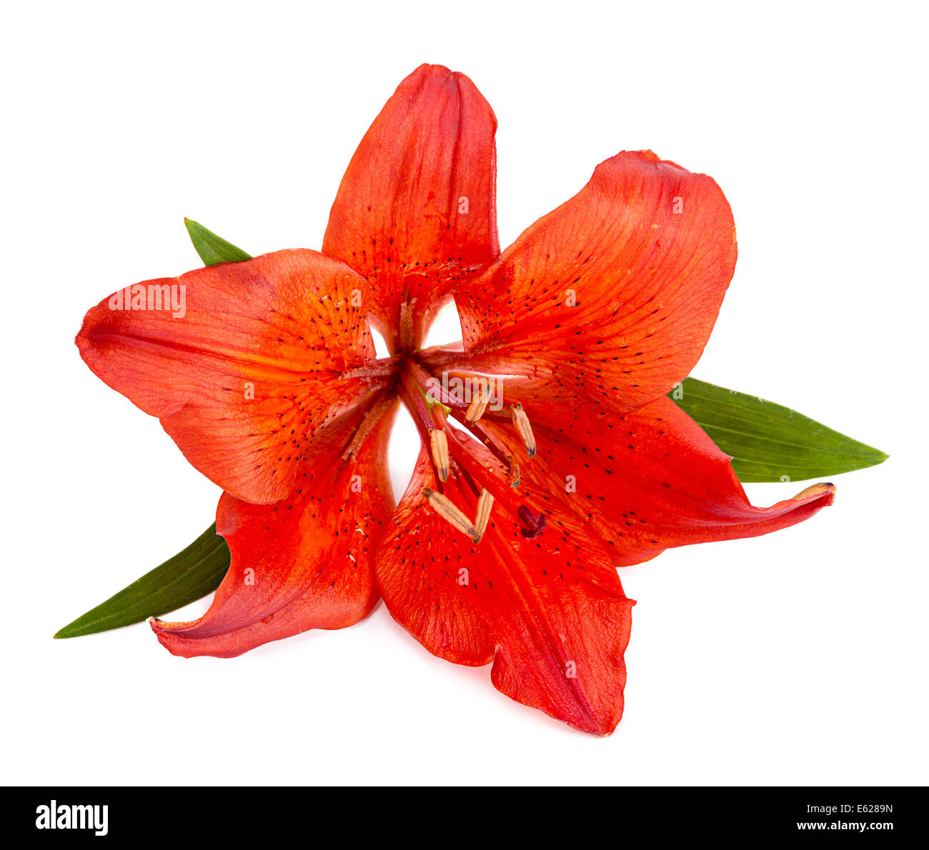 Lilly plant Cut Out Stock Images & Pictures - Alamy