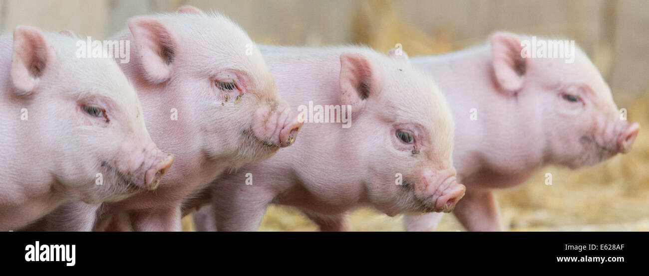 Hanover, Germany. 12th Aug, 2014. Miniature pigs stand in an enclosure ...