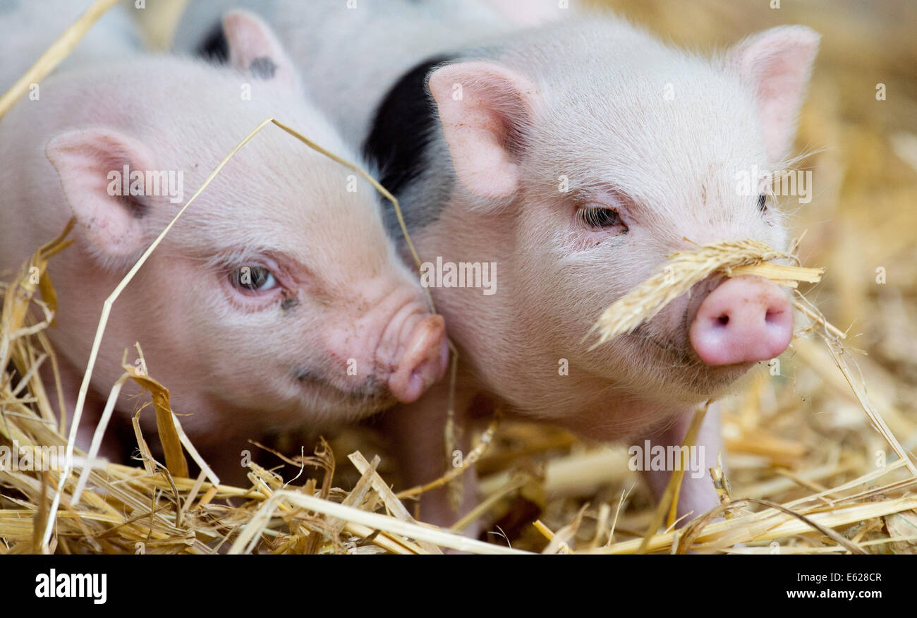 12 piglets hi-res stock photography and images - Alamy
