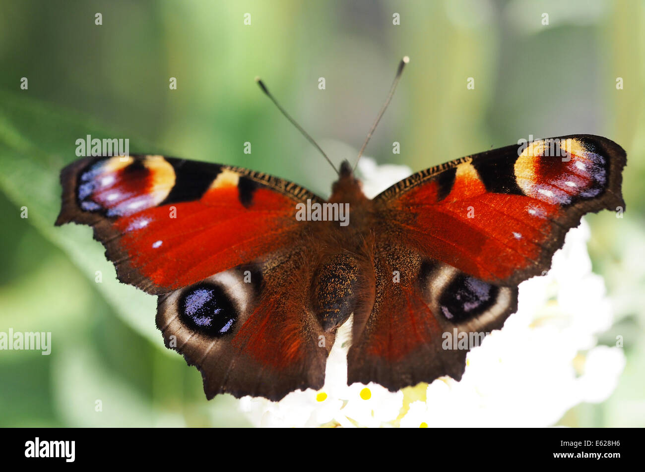 beautiful butterfly nature Stock Photo - Alamy