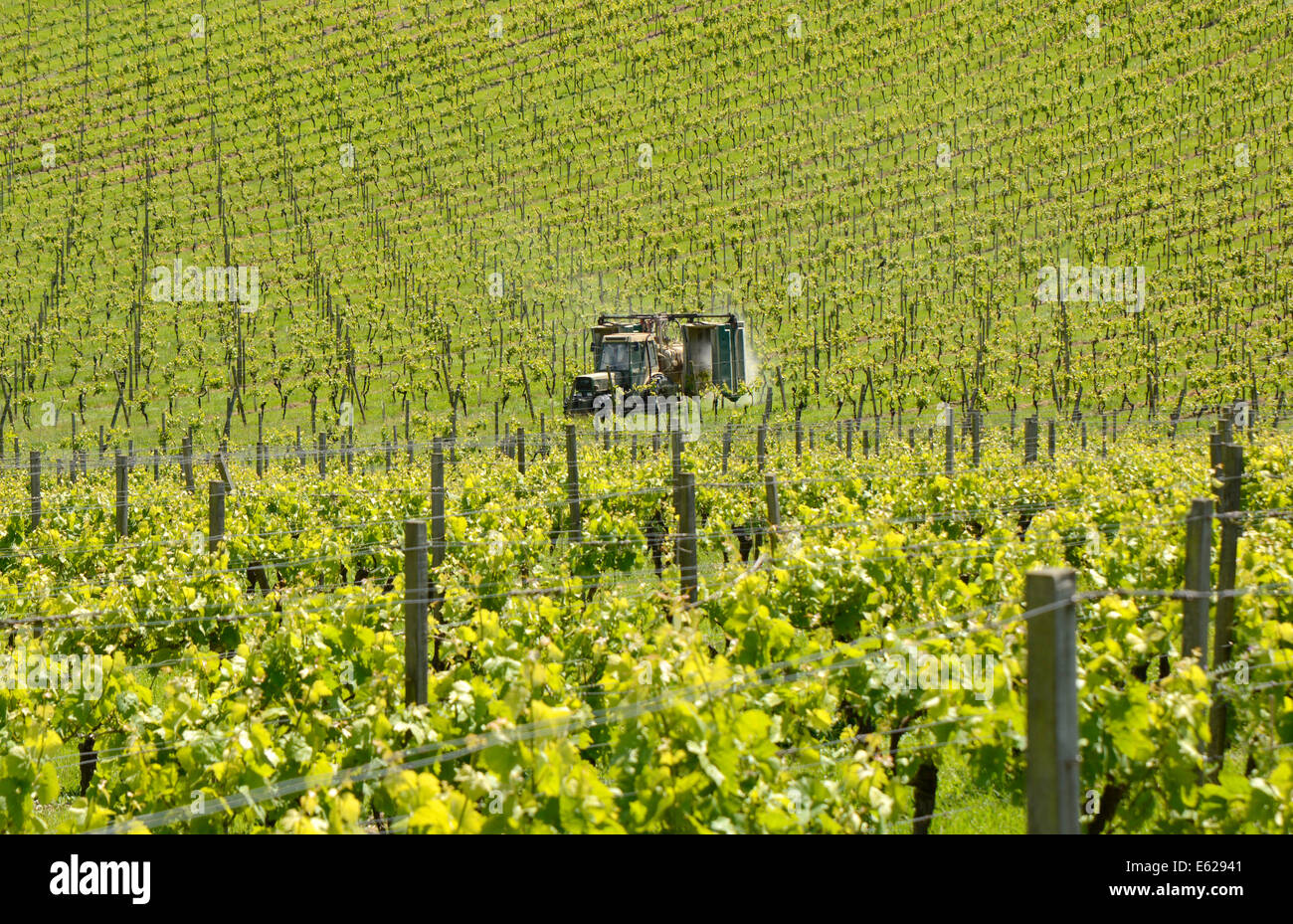Spraying pesticide vineyard hi-res stock photography and images - Alamy