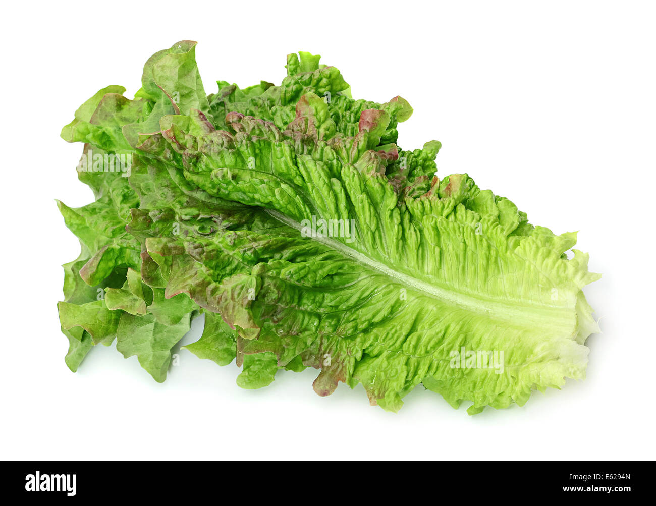 Curly Lettuce High Resolution Stock Photography and Images - Alamy