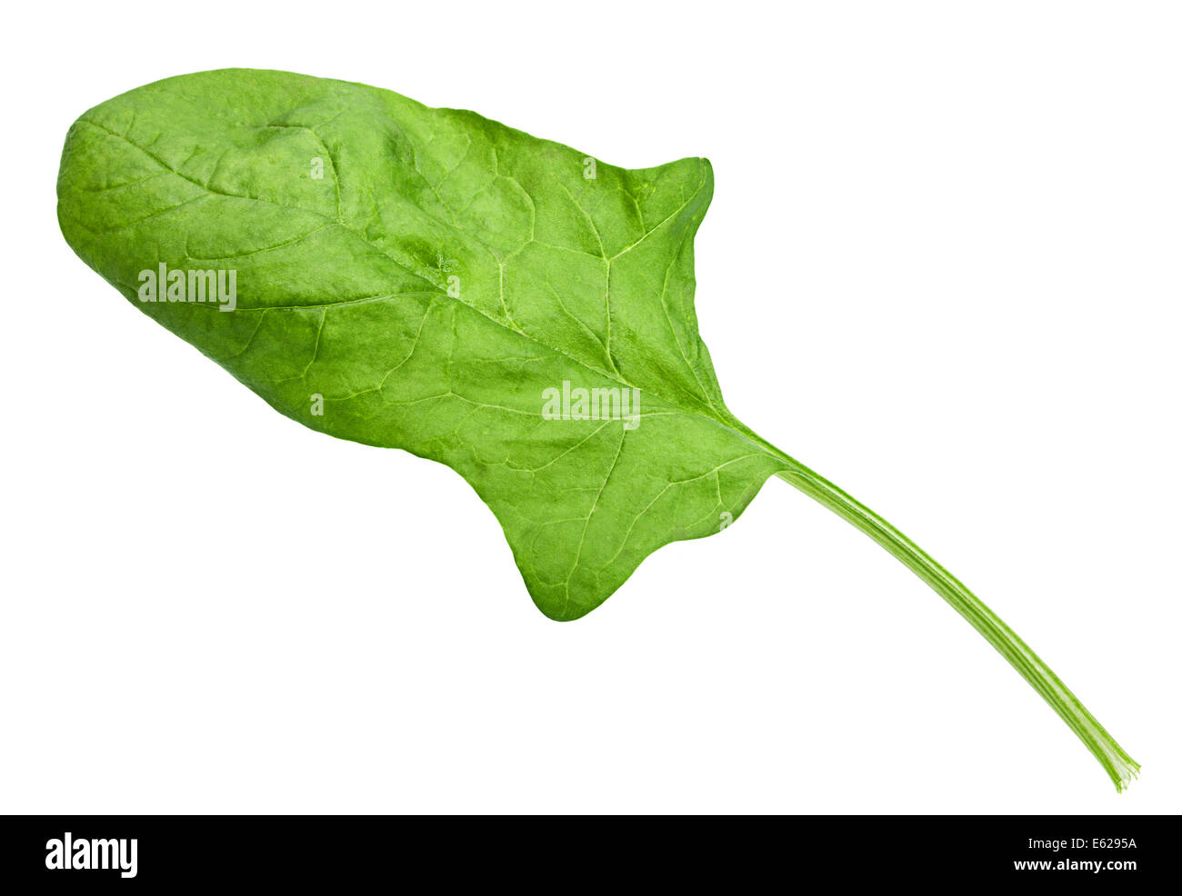 Spinach leaf hi-res stock photography and images - Alamy