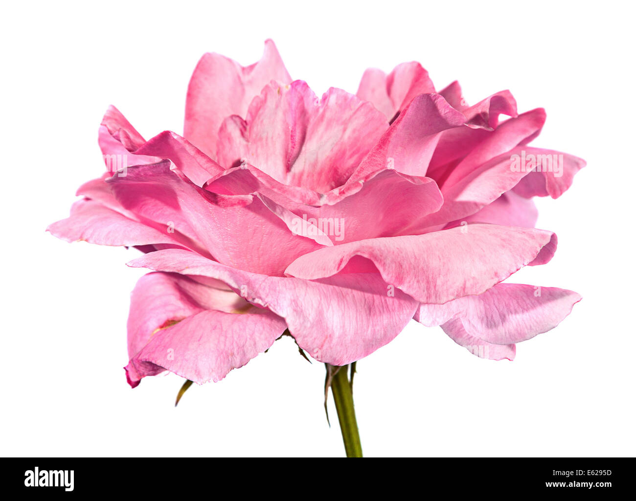 Pink rose head closeup isolated on white Stock Photo - Alamy