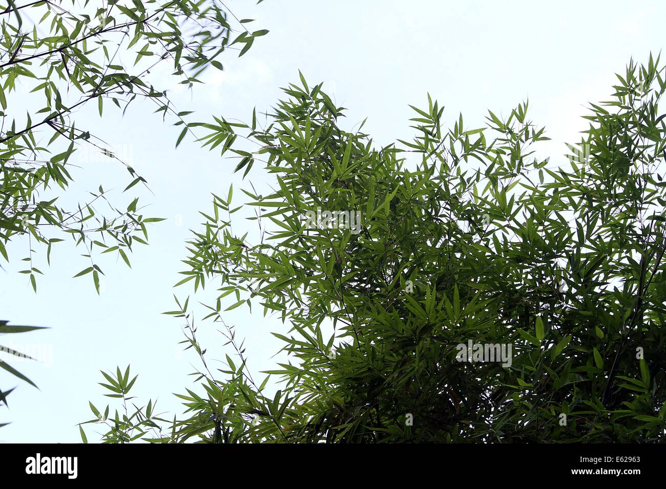 Young bamboo tree Stock Photo - Alamy