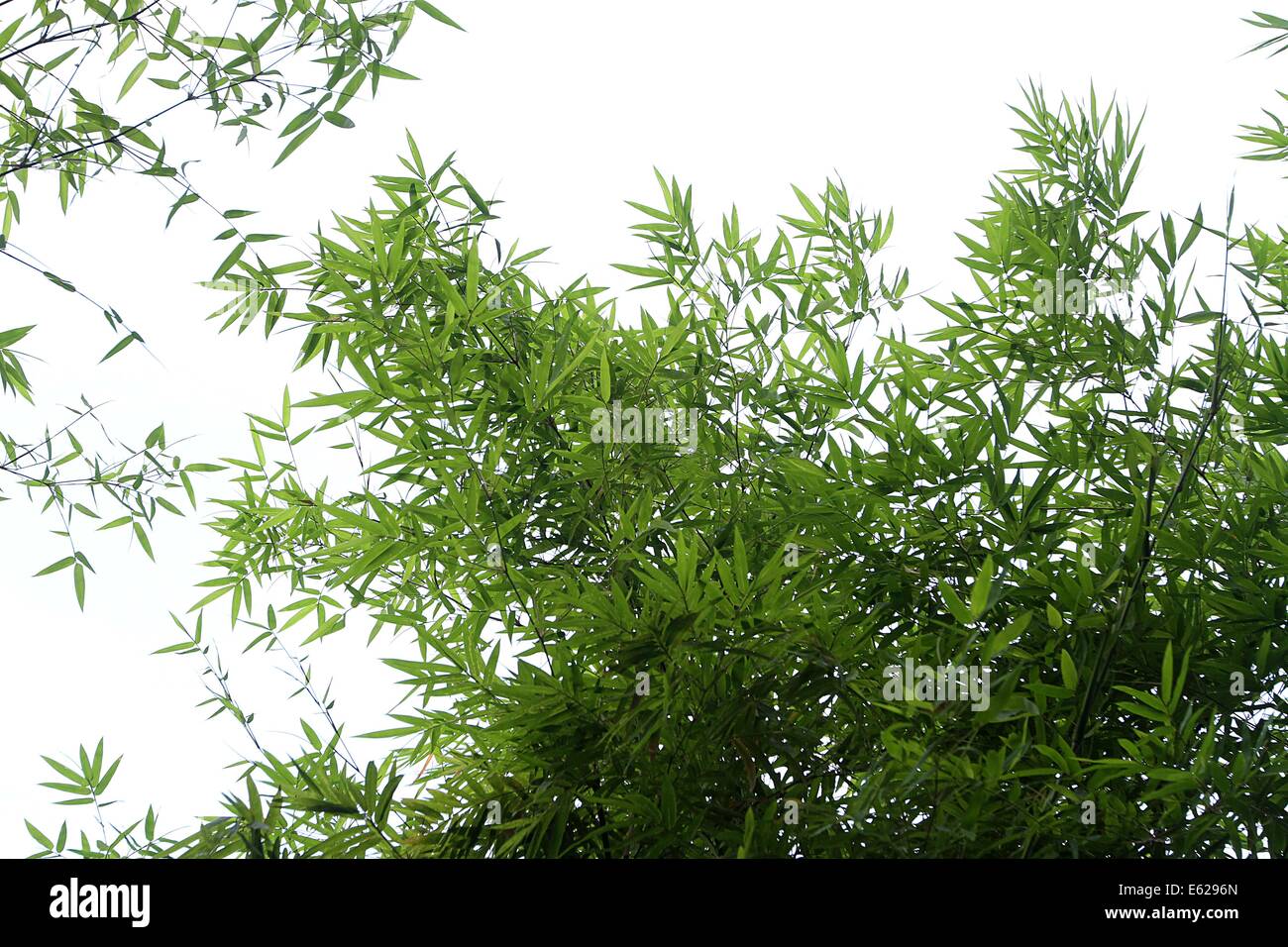 Young bamboo tree Stock Photo - Alamy