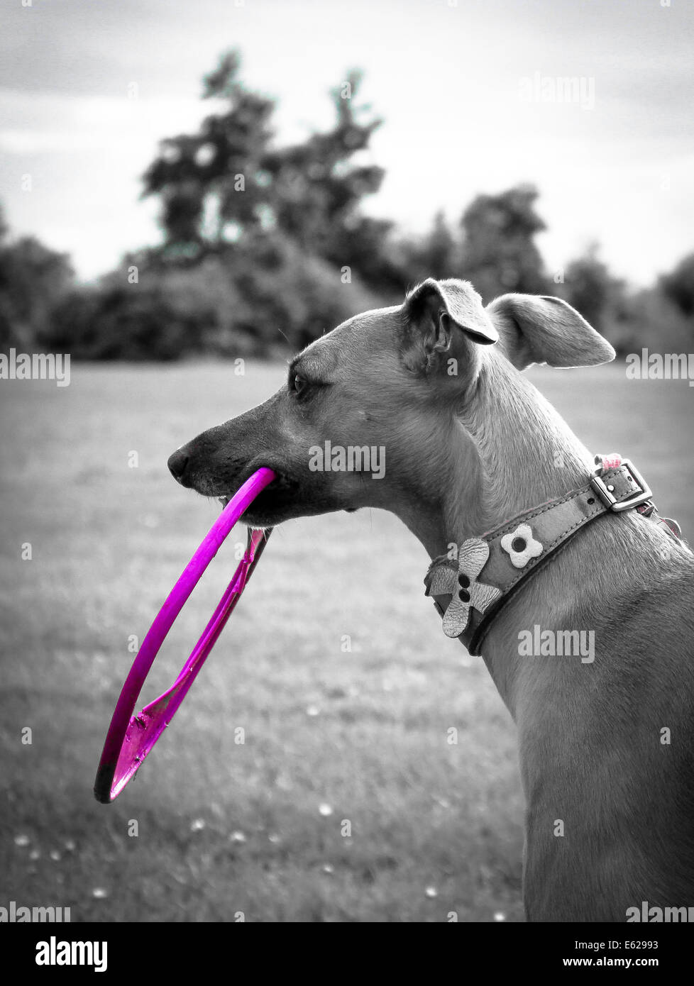 Beautiful Whippet Profile with her pink Frisbee Stock Photo - Alamy