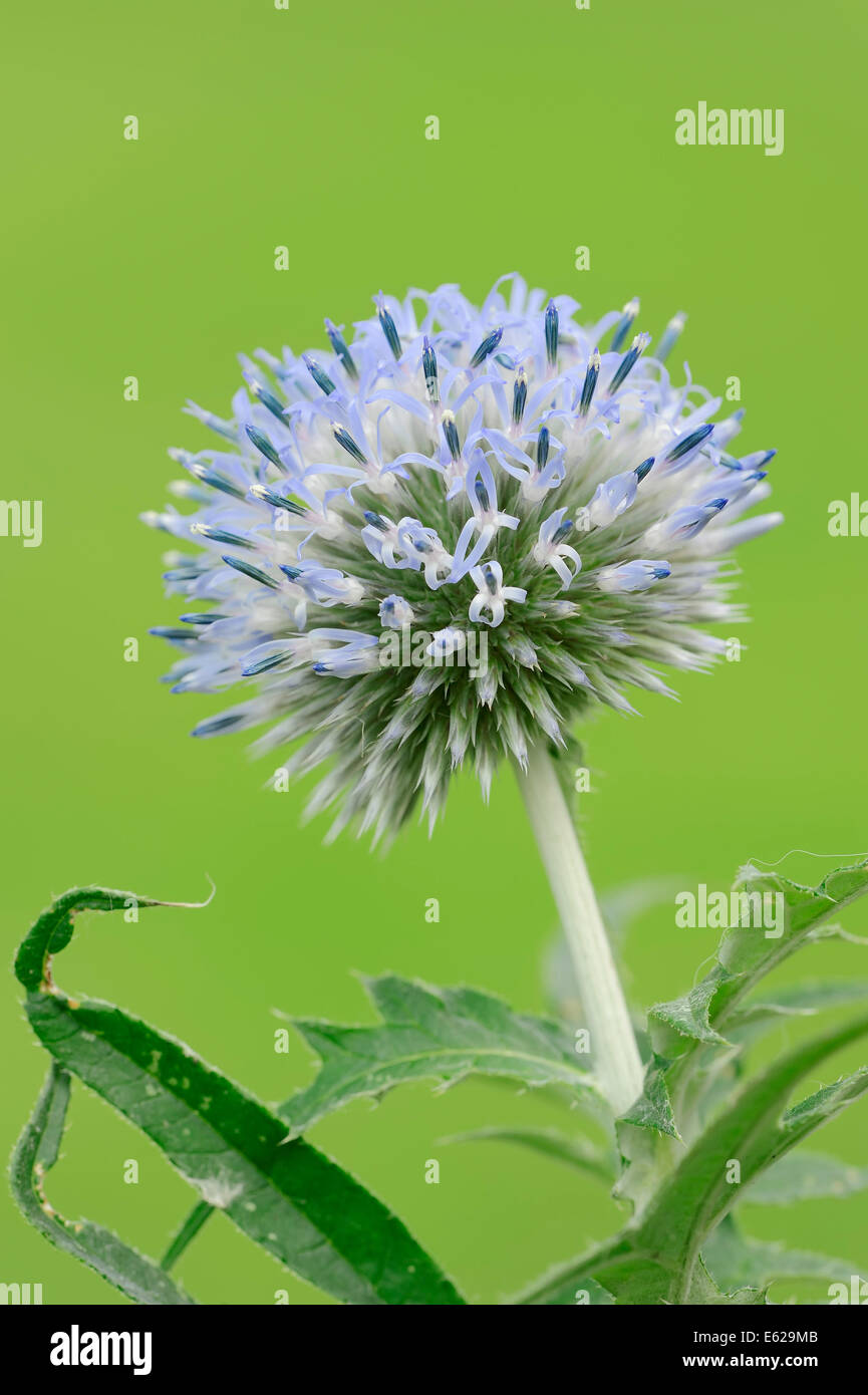 Small Globe Thistle or Southern Globe Thistle (Echinops ritro Stock ...