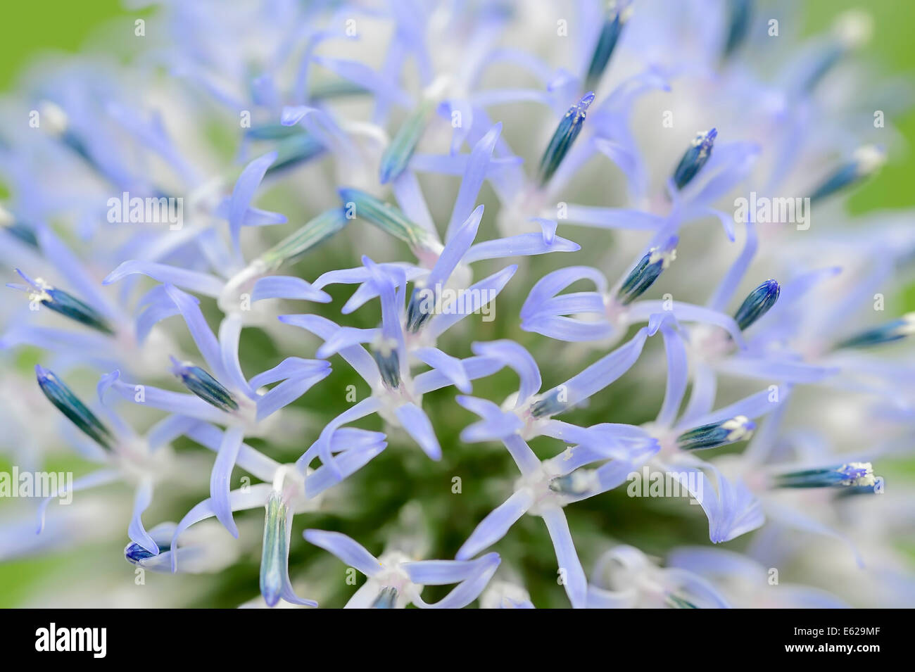 Small Globe Thistle or Southern Globe Thistle (Echinops ritro Stock ...