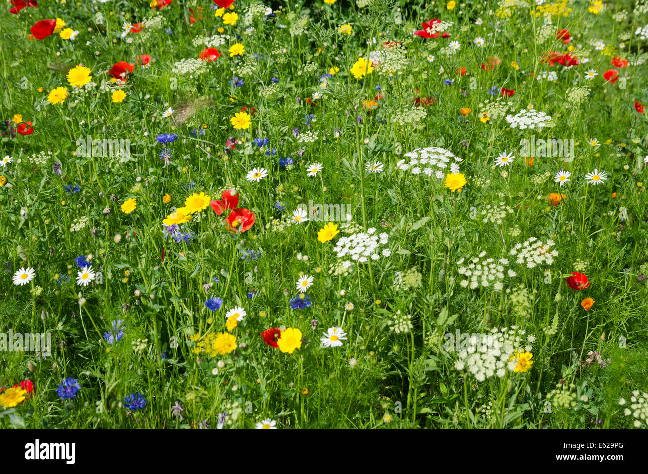 Bright colourful wild flower meadow Stock Photo - Alamy