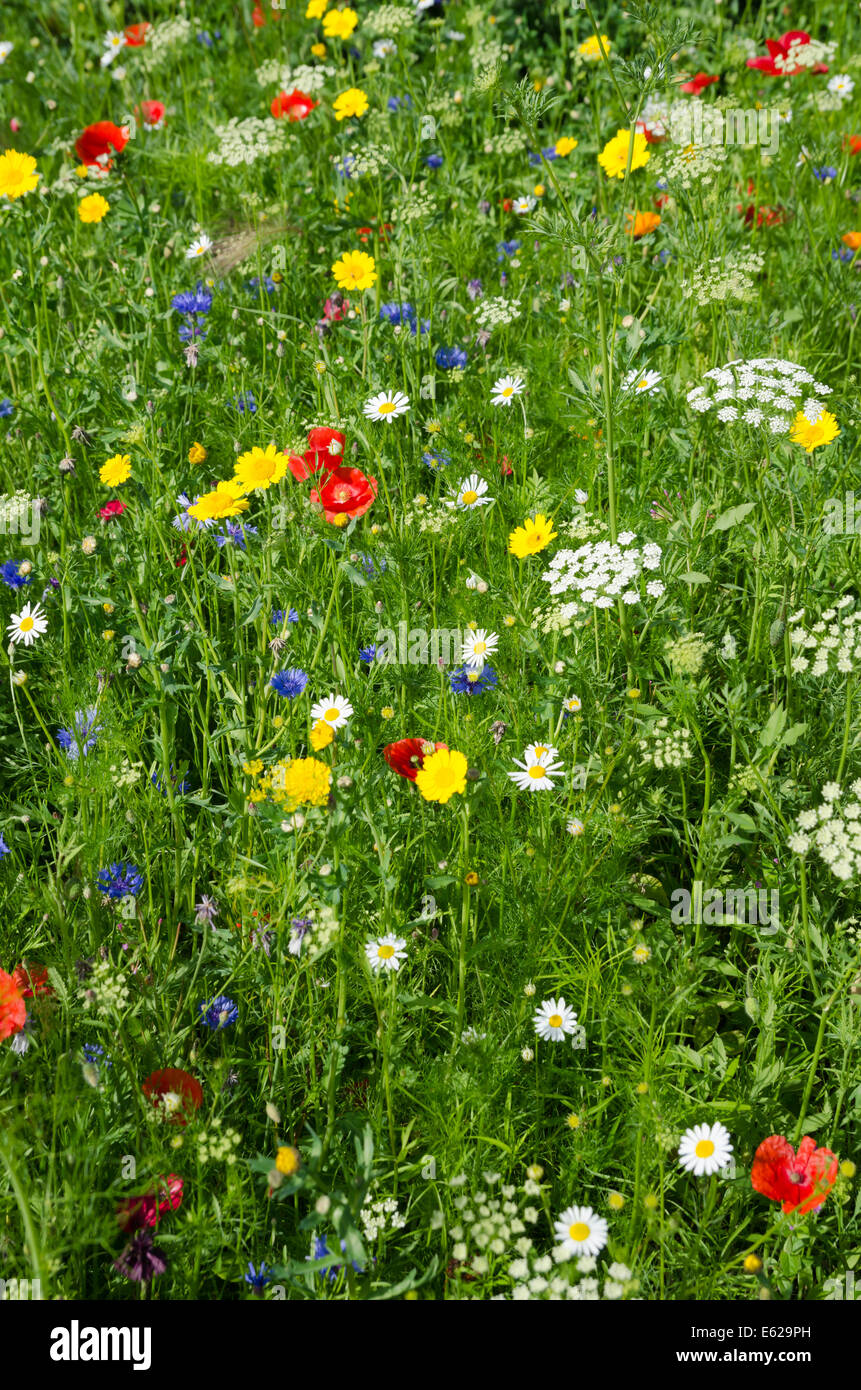 Bright colourful wild flower meadow Stock Photo - Alamy