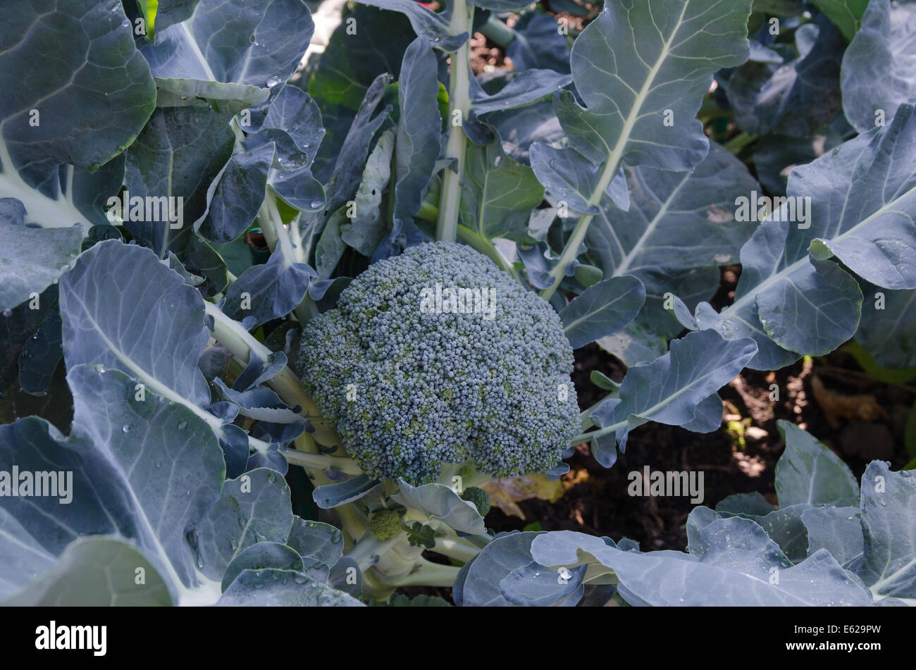 Calabrese Stock Photos & Calabrese Stock Images - Alamy