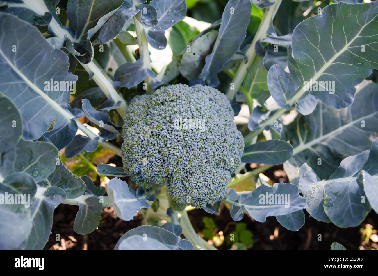 Calabrese hi-res stock photography and images - Alamy
