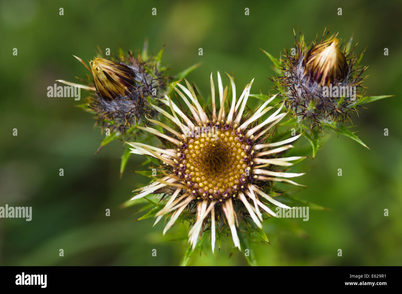 Carline hi-res stock photography and images - Alamy