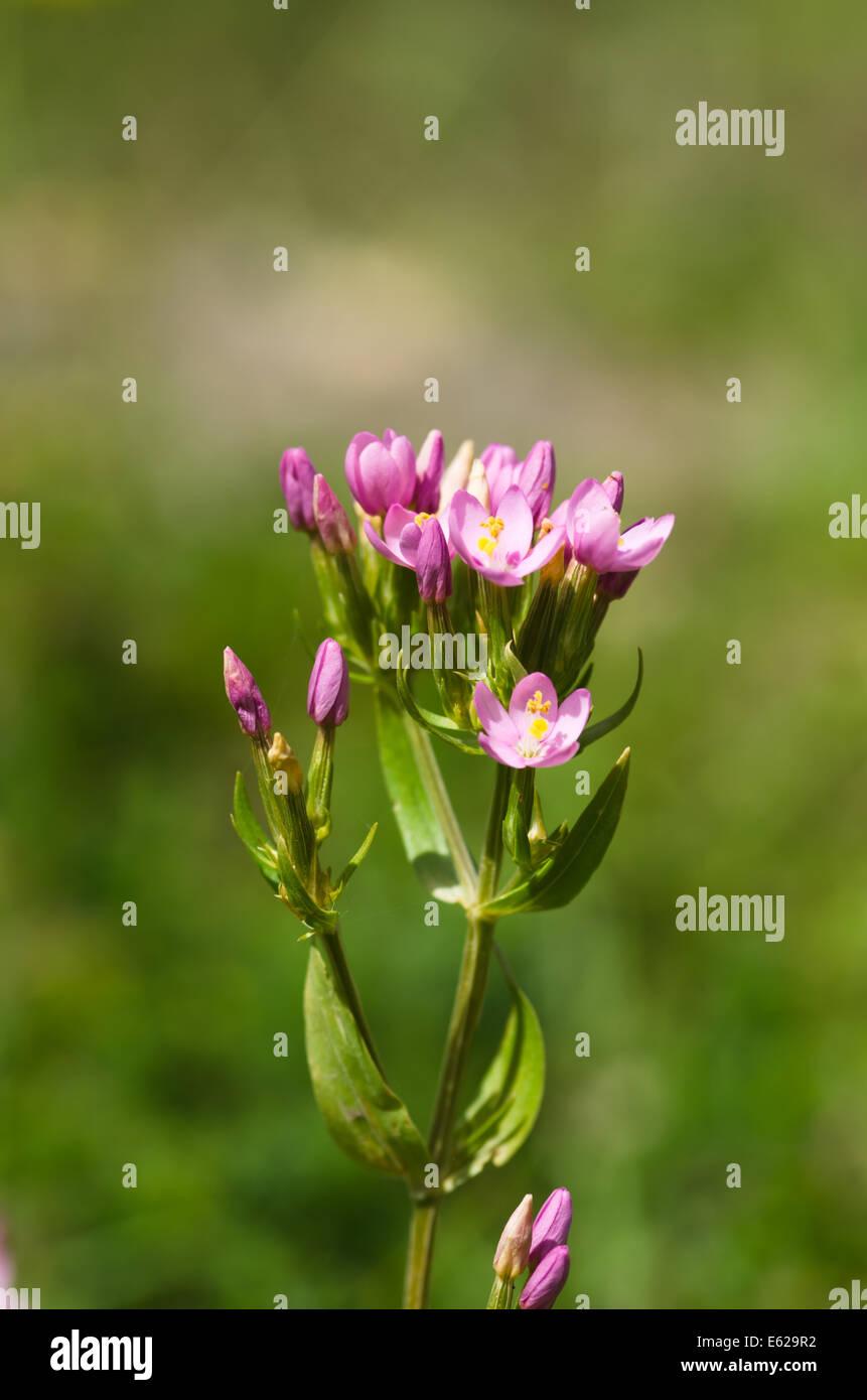 Common Centaury - Centaurium erythraea Stock Photo - Alamy
