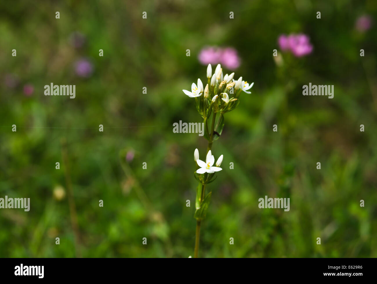 Common Centaury - Centaurium erythraea - white Stock Photo - Alamy