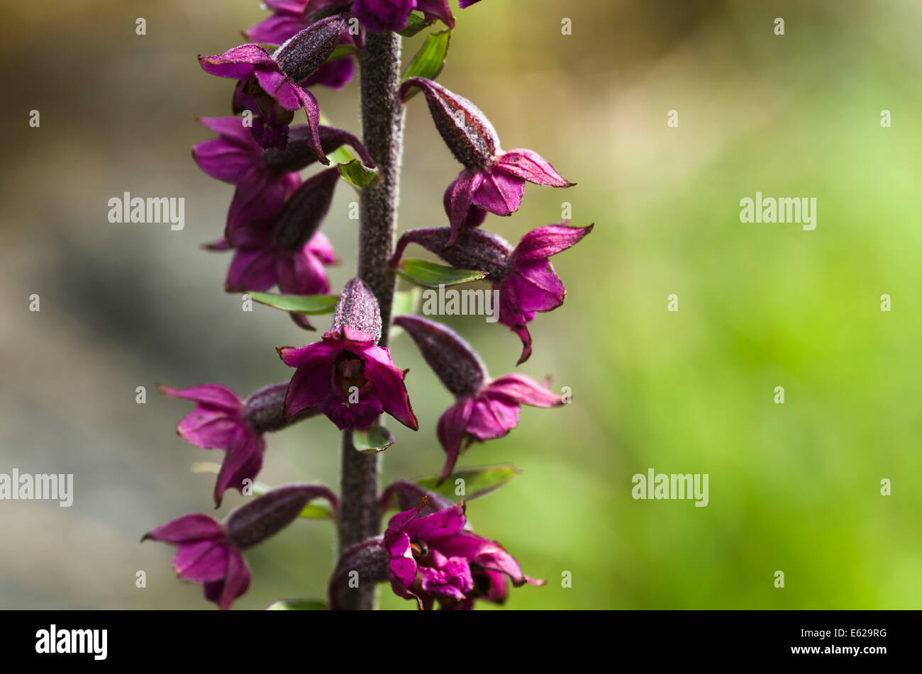 Dark Red Helleborine - Epipactis altrorubens Stock Photo - Alamy