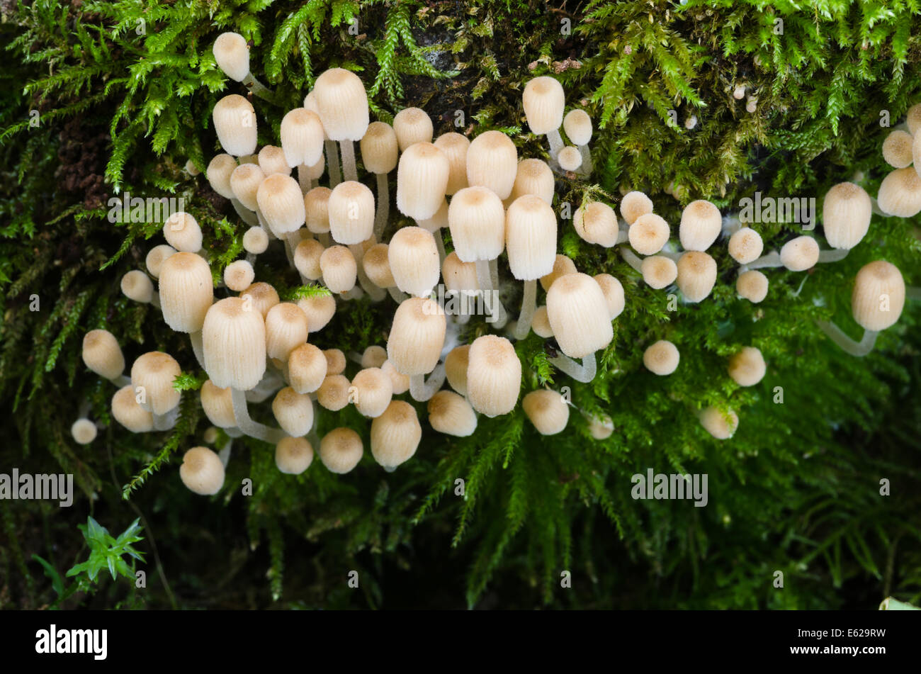 Fairy inkcap - Coprinellus disseminatus Stock Photo - Alamy