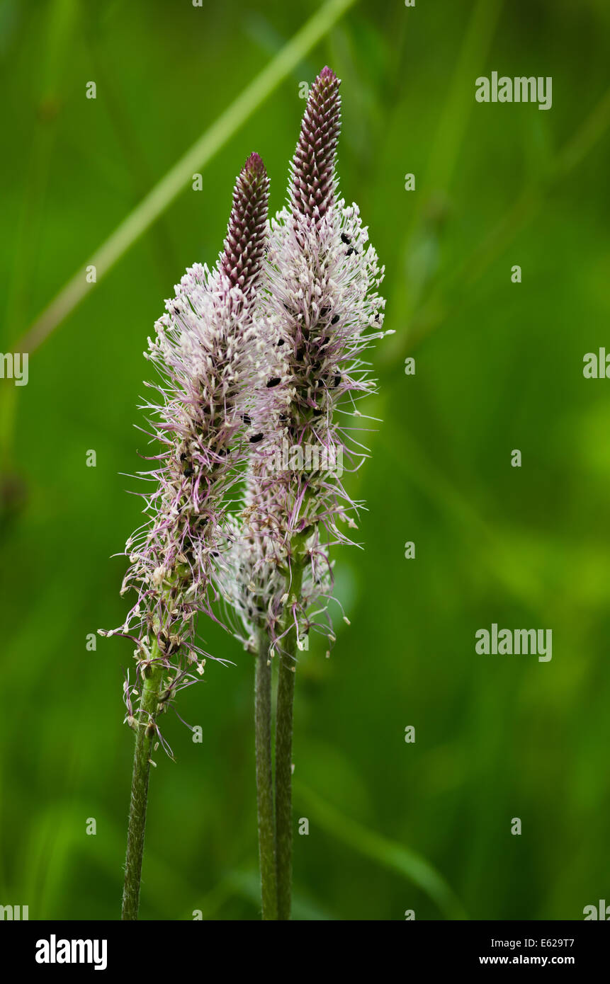 English Plantains High Resolution Stock Photography and Images - Alamy