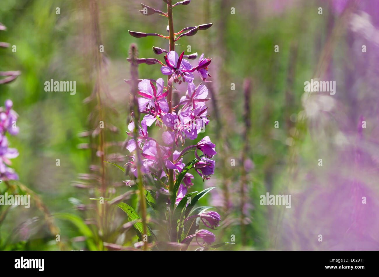 Rosebay Willowherb - Epilobium angustifolium Stock Photo - Alamy