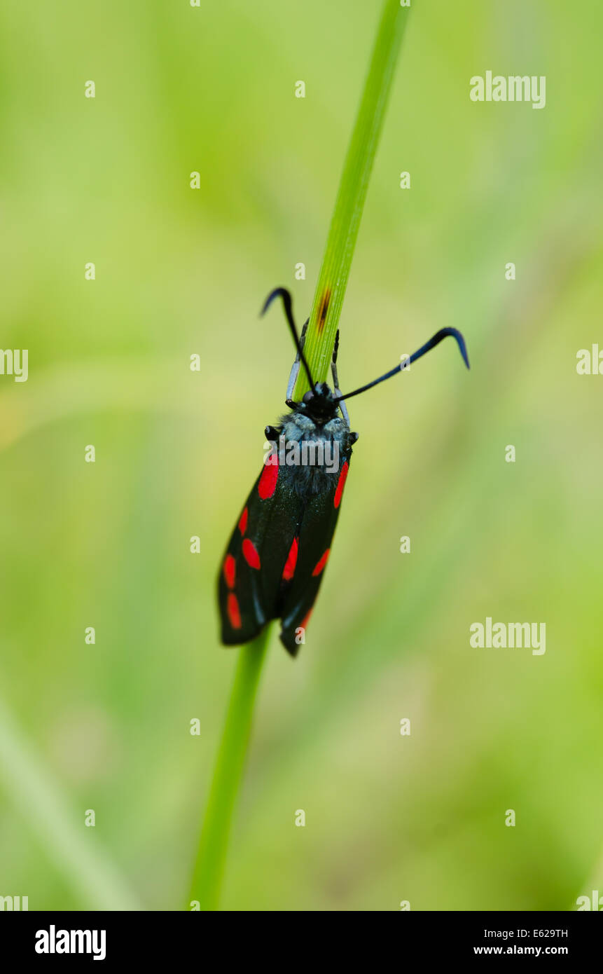 Six-spot Burnet moth - Zygaena filipendulae Stock Photo - Alamy