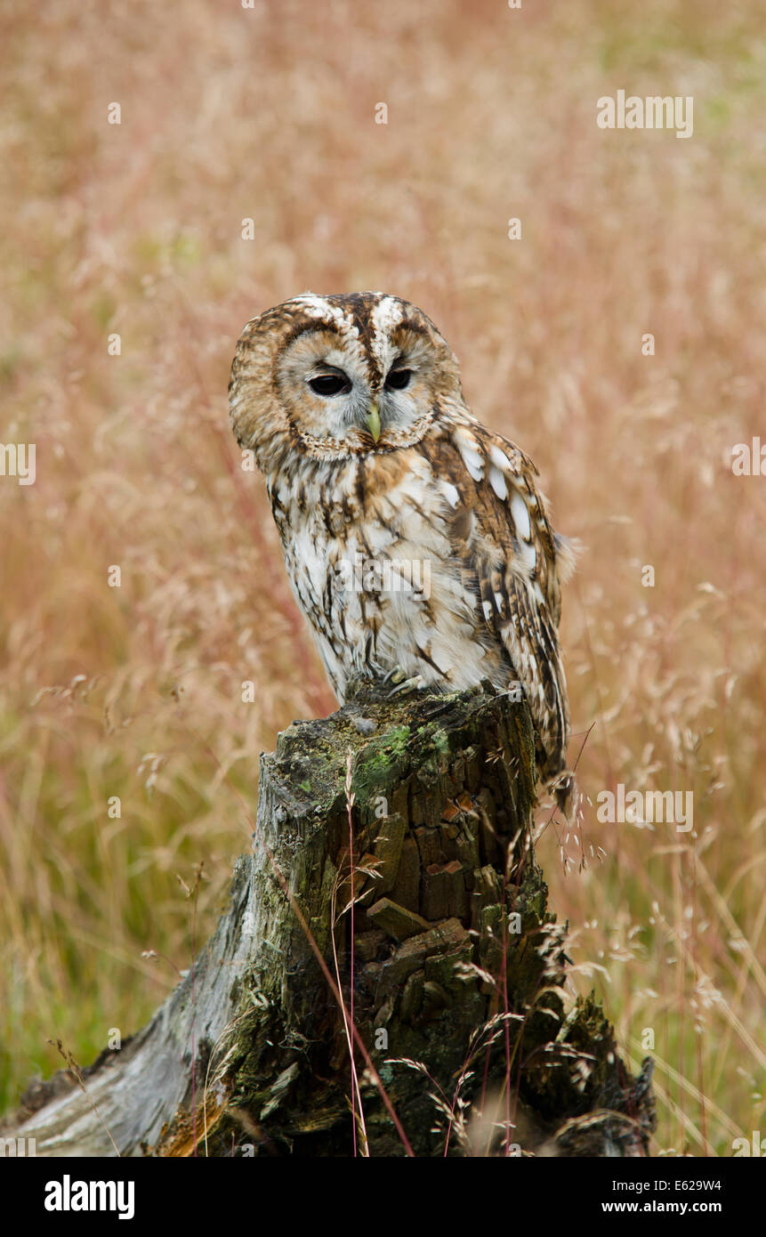 Owl tree stump hi-res stock photography and images - Alamy