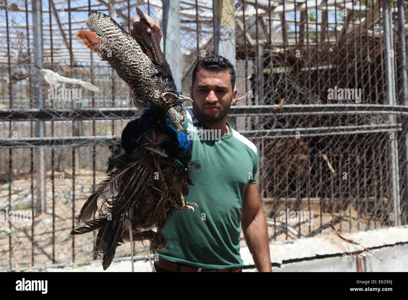 Gaza. 12th Aug, 2014. A Palestinian worker holds a dead Peacock at a ...