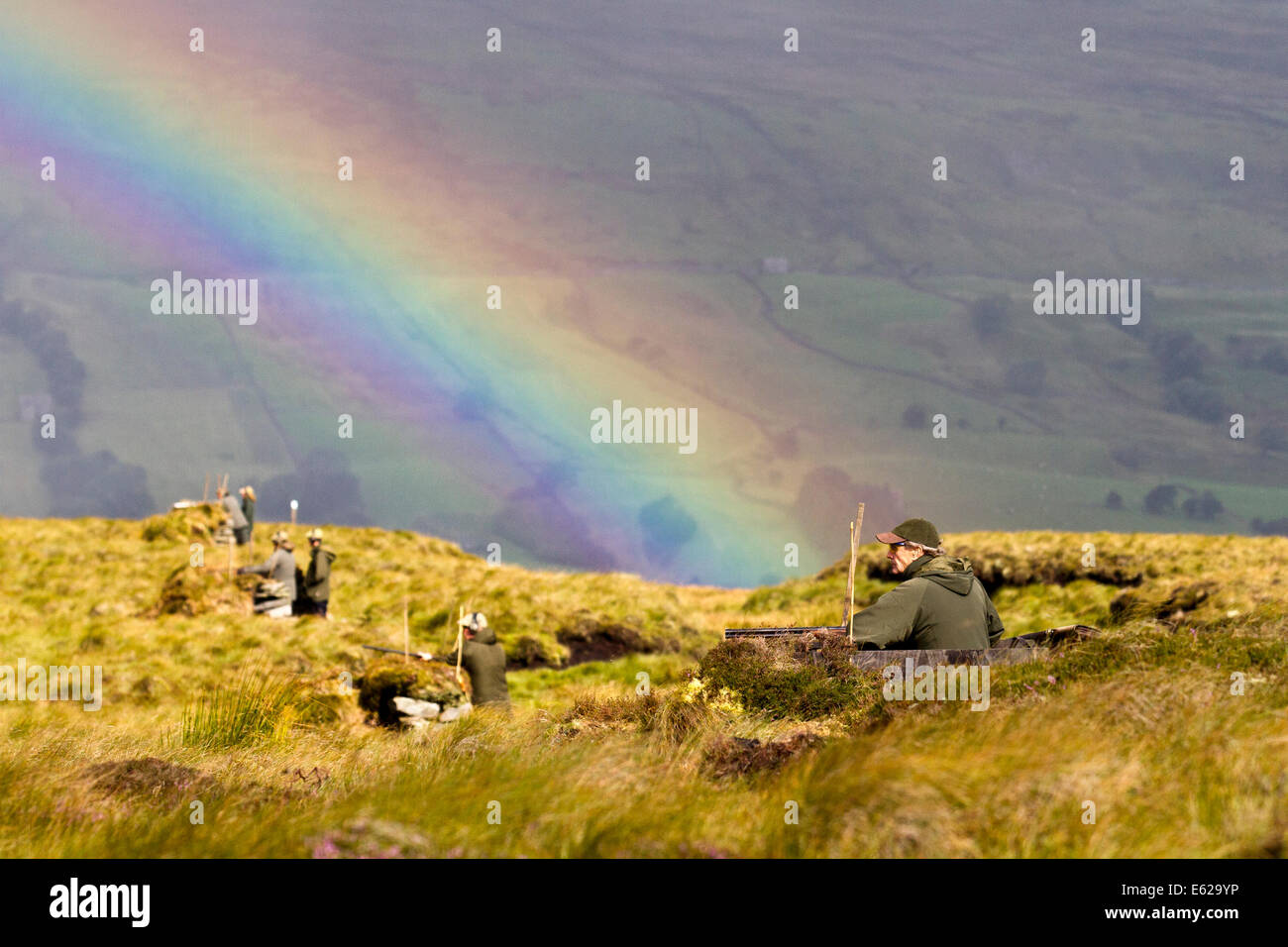 Coverdale, Yorkshire Dales, UK 12th August, 2014. Hill grouse in Flight ...