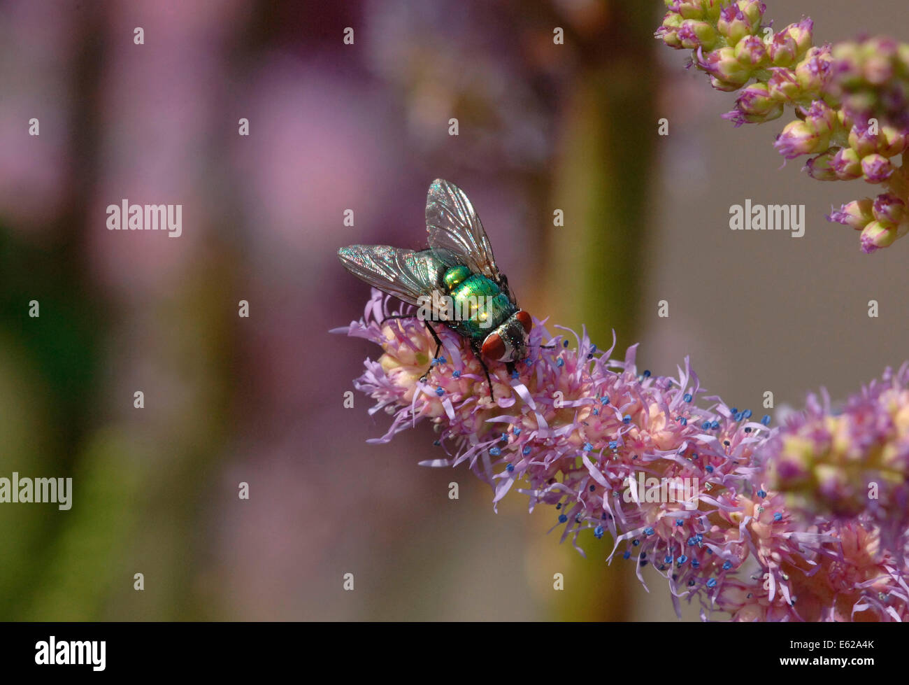 Greenbottle Fly (Lucilia caesar) On Astilbe Flowers Stock Photo - Alamy