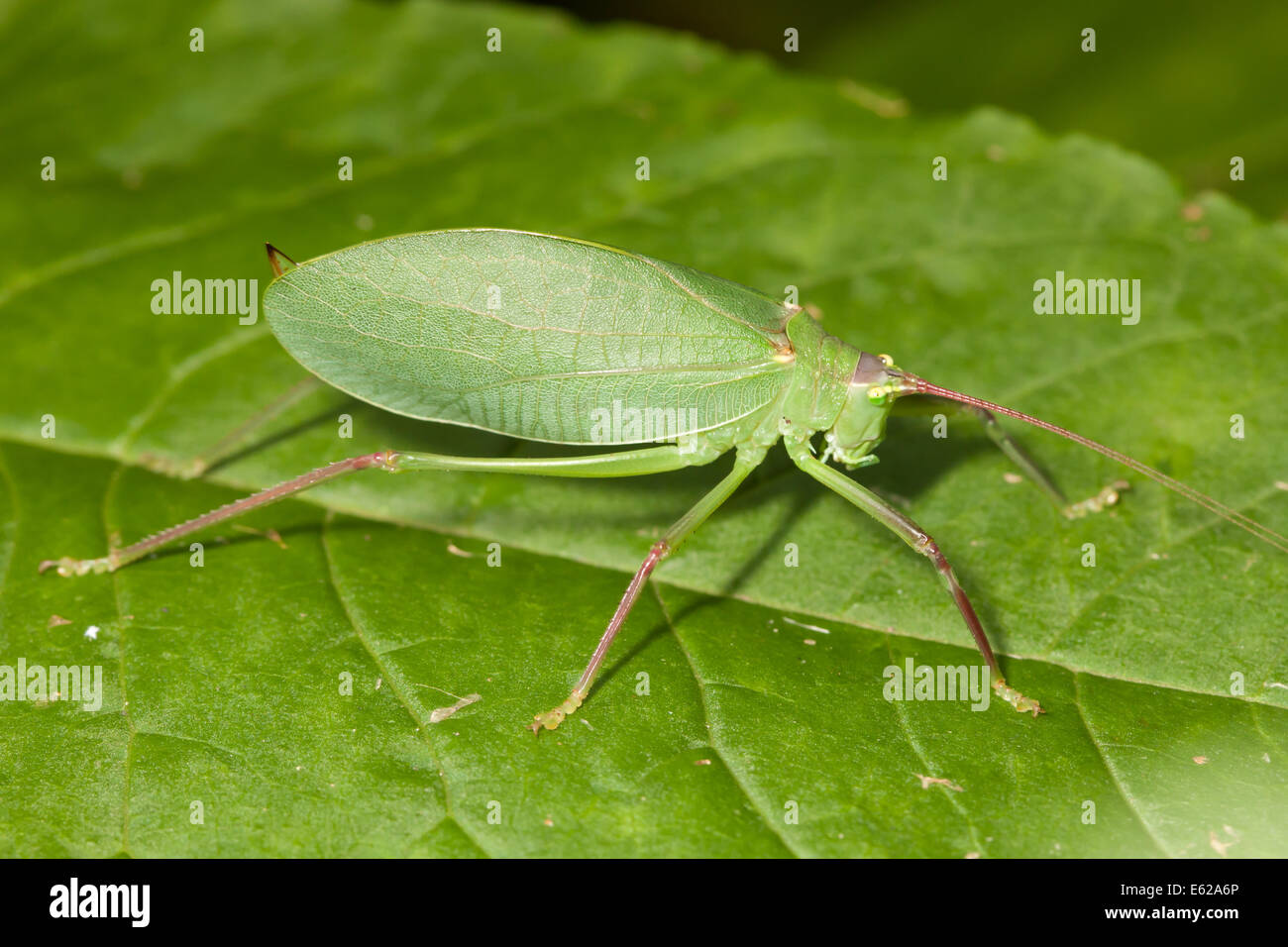 A female Common True Katydid (Pterophylla camellifolia) perches on a ...