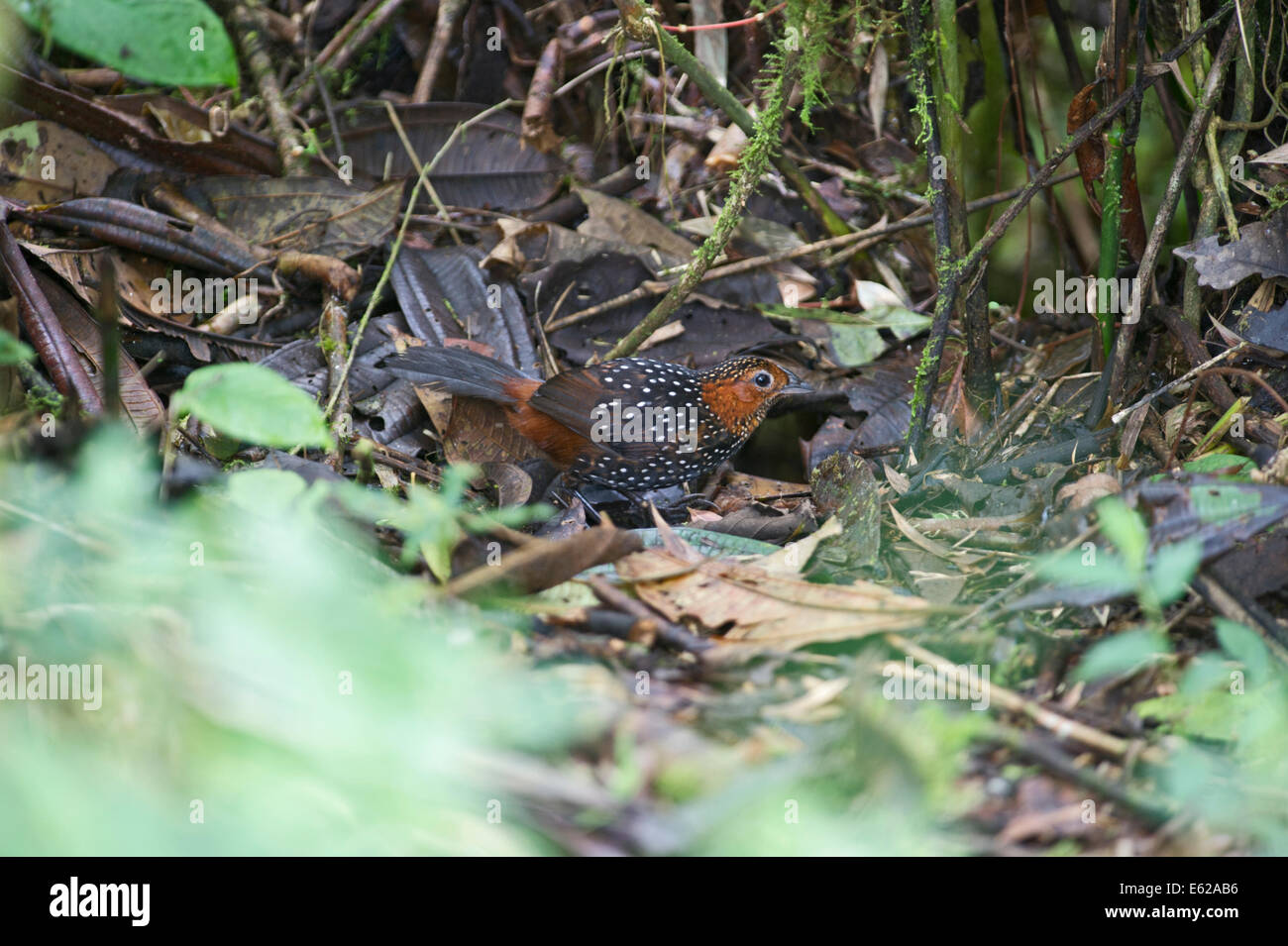 Ocellated Tapaculo Mindo Ecuador Stock Photo - Alamy