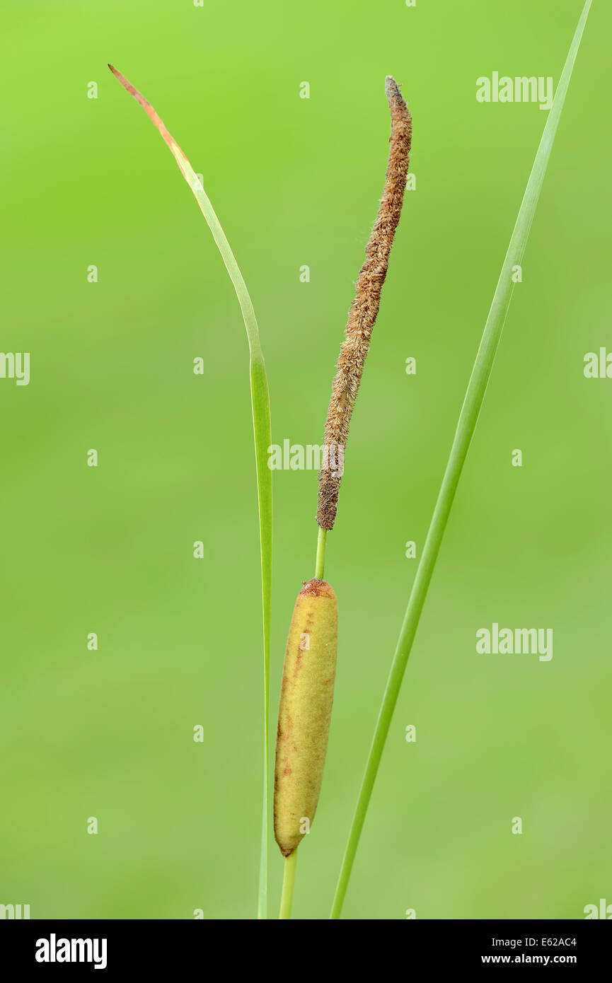 Narrow leaf cattail hi-res stock photography and images - Alamy