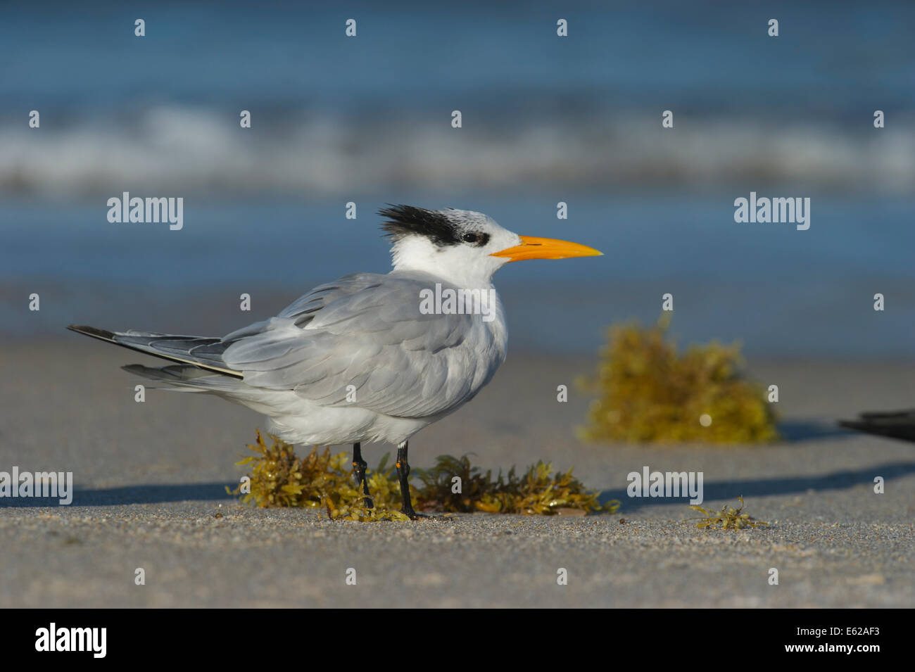 Tern florida usa bird hi-res stock photography and images - Alamy
