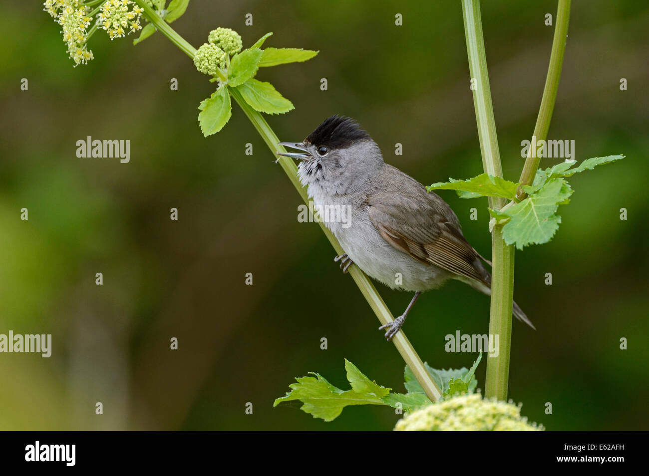 Blackcap Sylvia atricapilla male in song Norfolk spring Stock Photo - Alamy