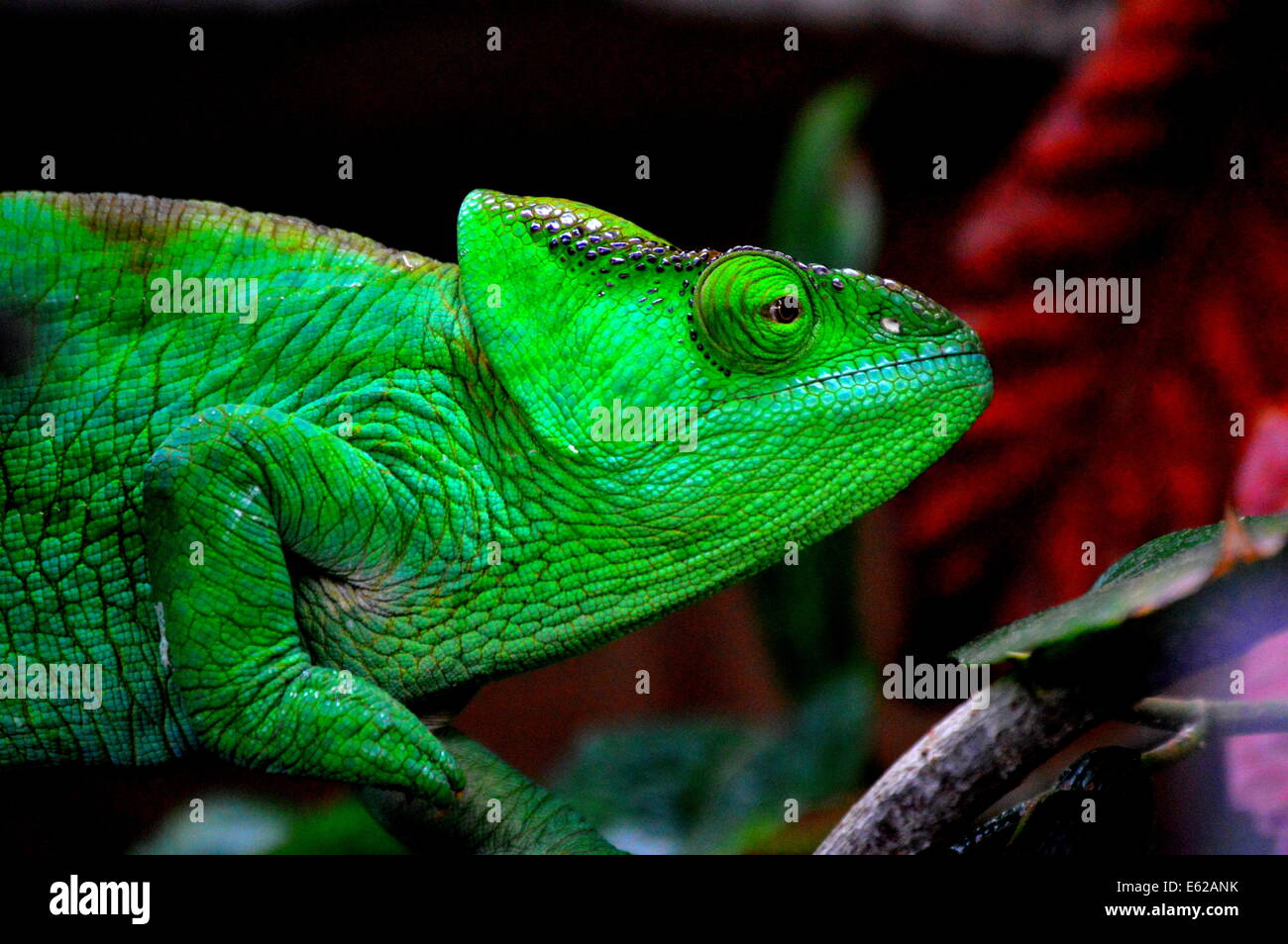 Zoo chameleon hi-res stock photography and images - Alamy