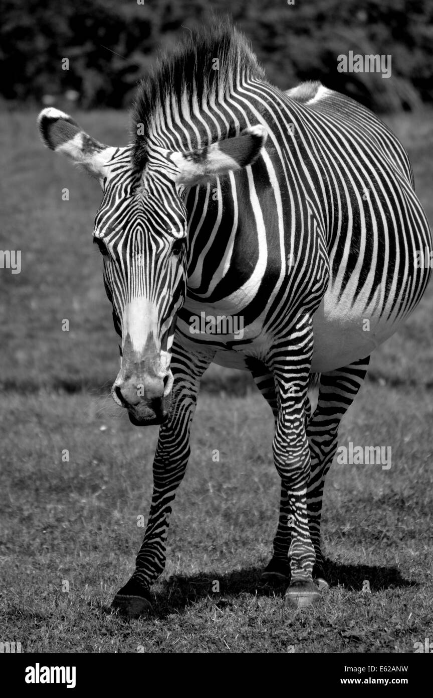 Zoo chester zebra Black and White Stock Photos & Images - Alamy