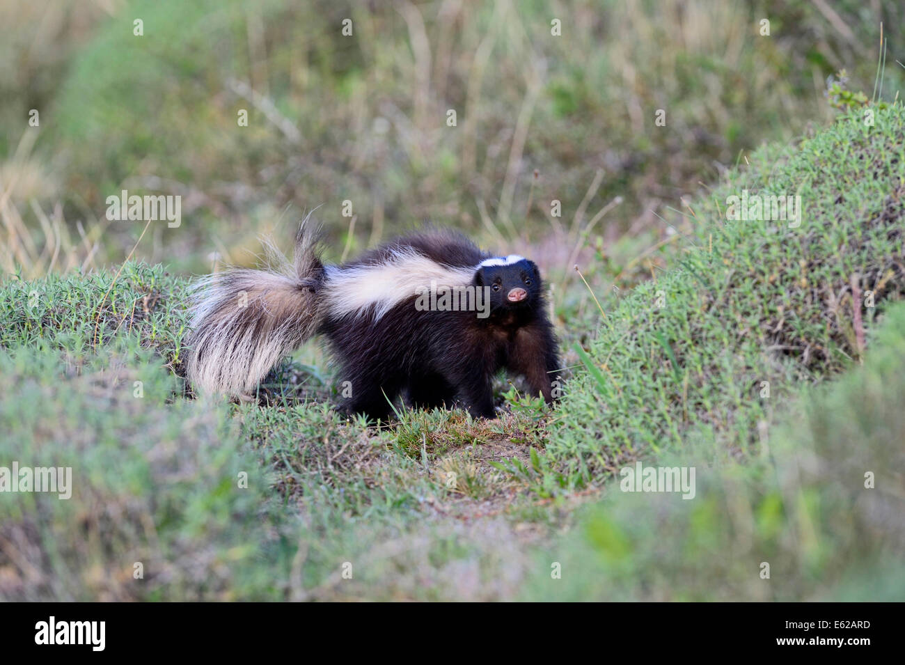 Humboldt's hog-nosed skunk, also known as the Patagonian hog-nosed ...