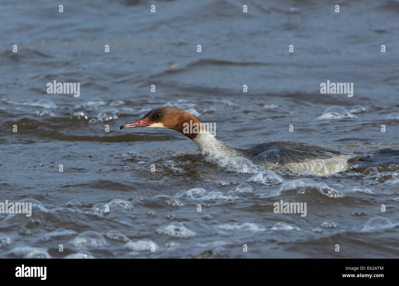 Female merganser duck hi-res stock photography and images - Alamy