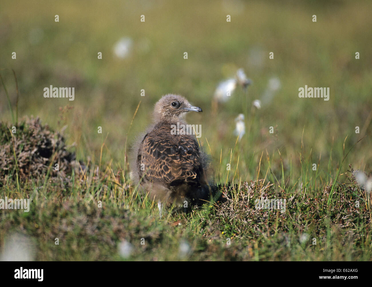 Skua chick hi-res stock photography and images - Alamy